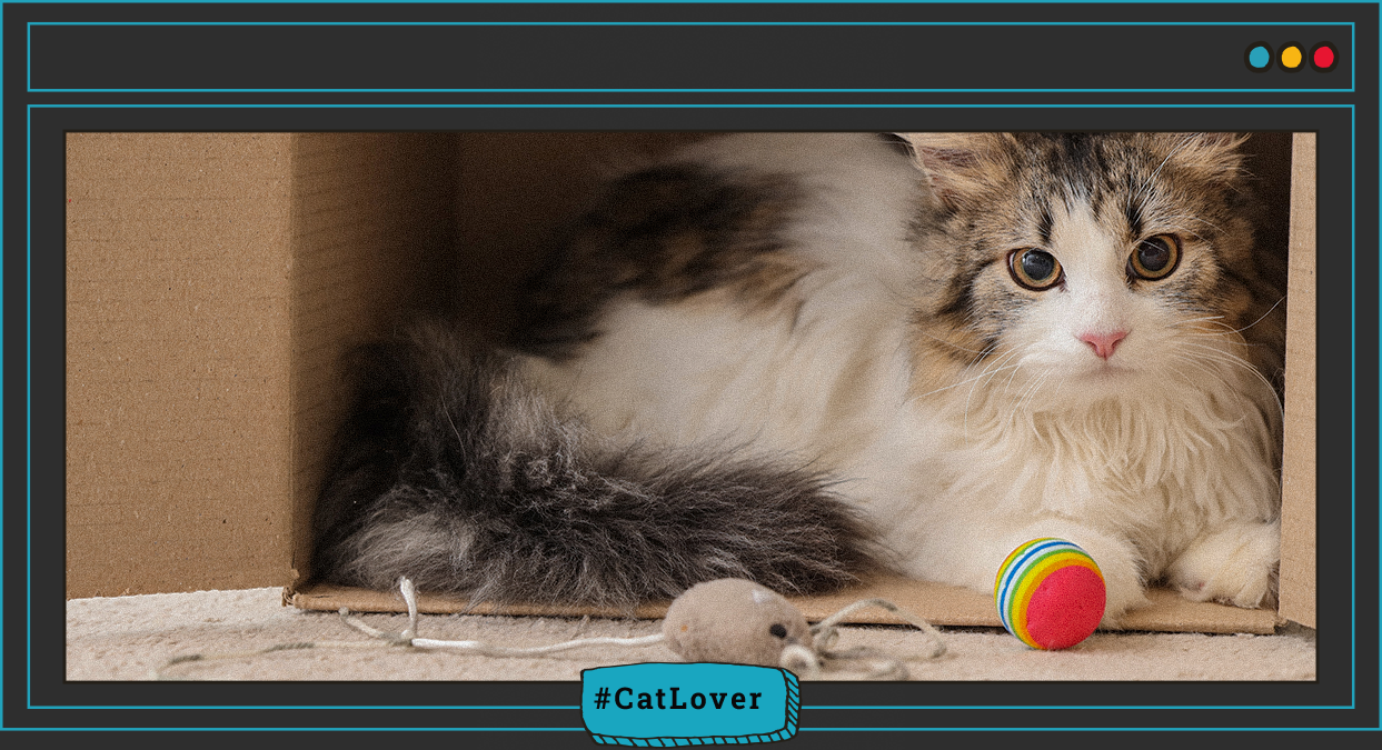 Cat Lover: Juegos para gatos que fortalecen su vínculo