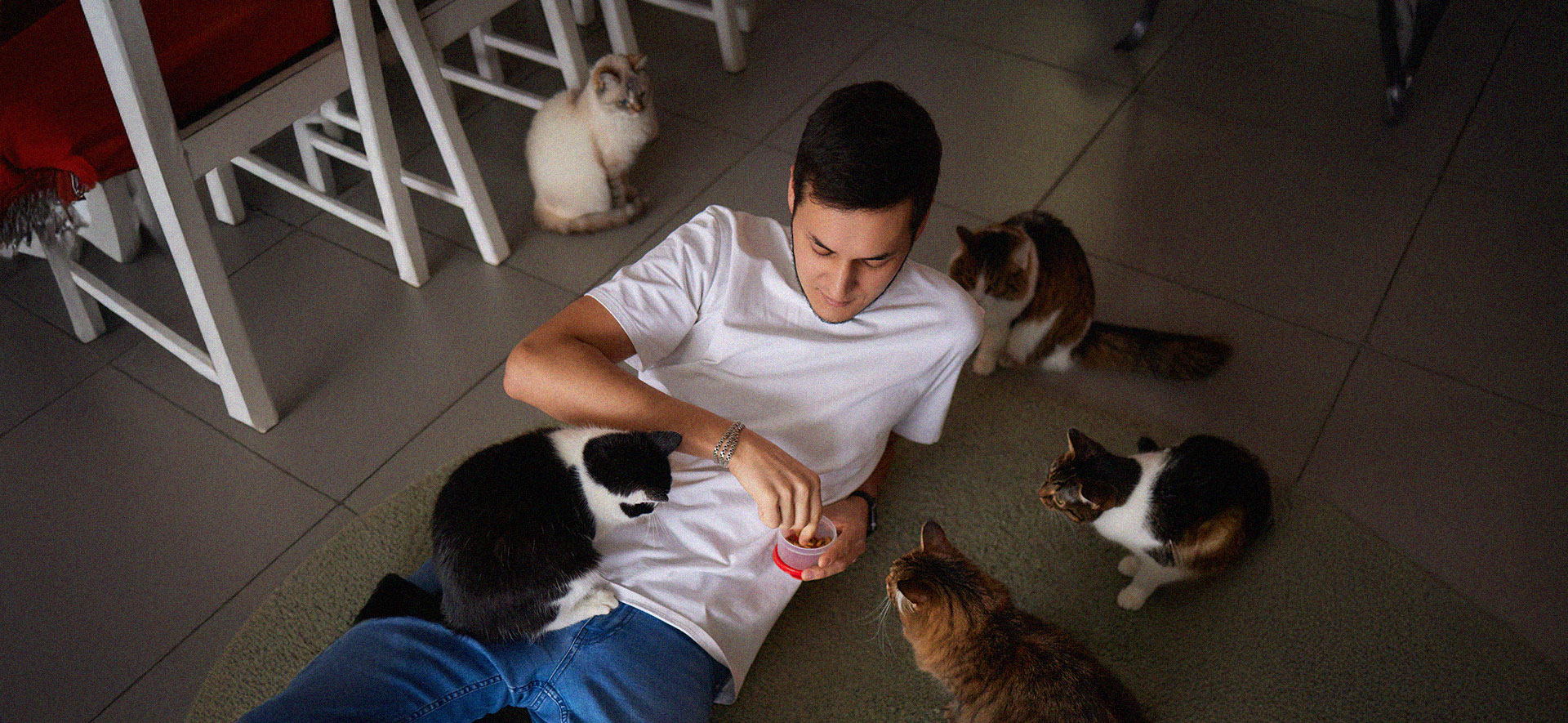 Consejos para elegir la mejor guardería para tu gato