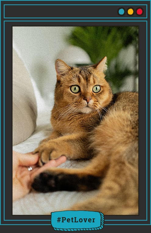 ¿Es normal que un gato respire rápido?