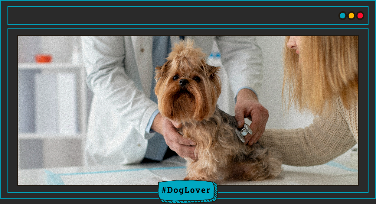 Cáncer de mama en perros: esto debes saber